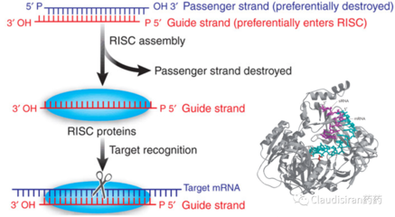 sirna的形成 - 360AI搜索