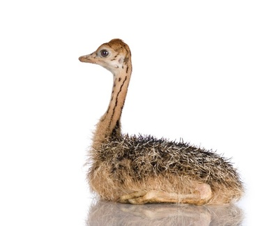 动物抠图图片素材-免费可商用-高清下载-快剪辑